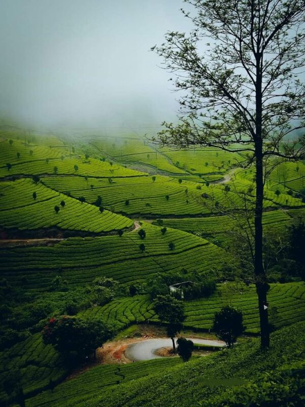 Munnar in August: More than tourism, a sensory delight! - British ...