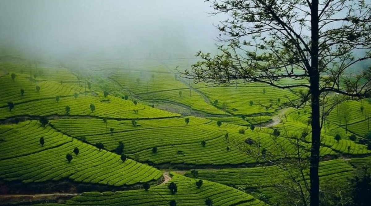Munnar in August: More than tourism, a sensory delight! - British ...